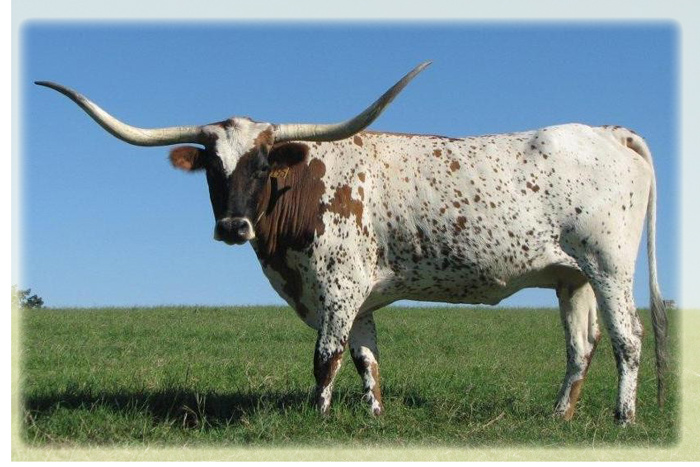 2bar2 Longhorns/ Registered Texas Longhorn Cows/ Austin, Texas/ Mc Mahan